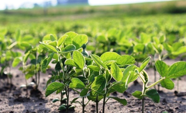 Habilitan una nueva soja transgénica para su cultivo en el país | Punto Biz