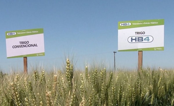 Trigo HB4: la exigencia que empezaron a aplicar compañías exportadoras ...